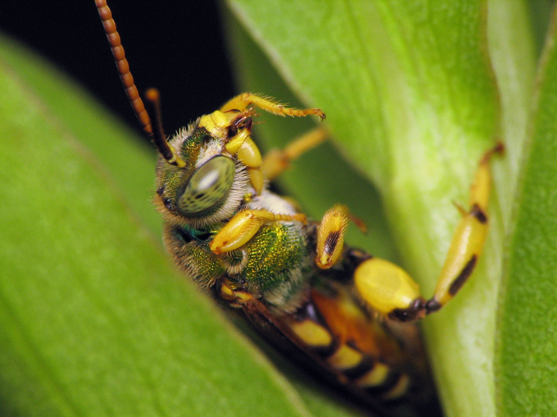 Download Animal Bee HD Wallpaper