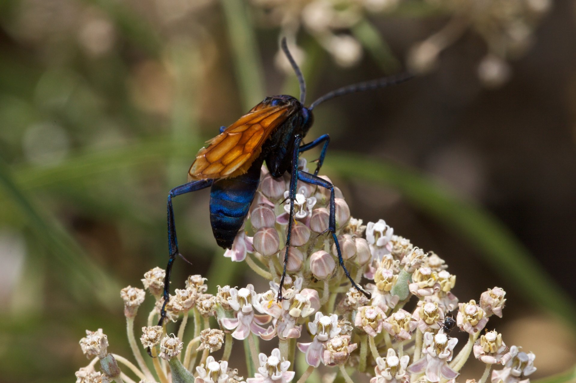 Download Animal Insect 4k Ultra HD Wallpaper