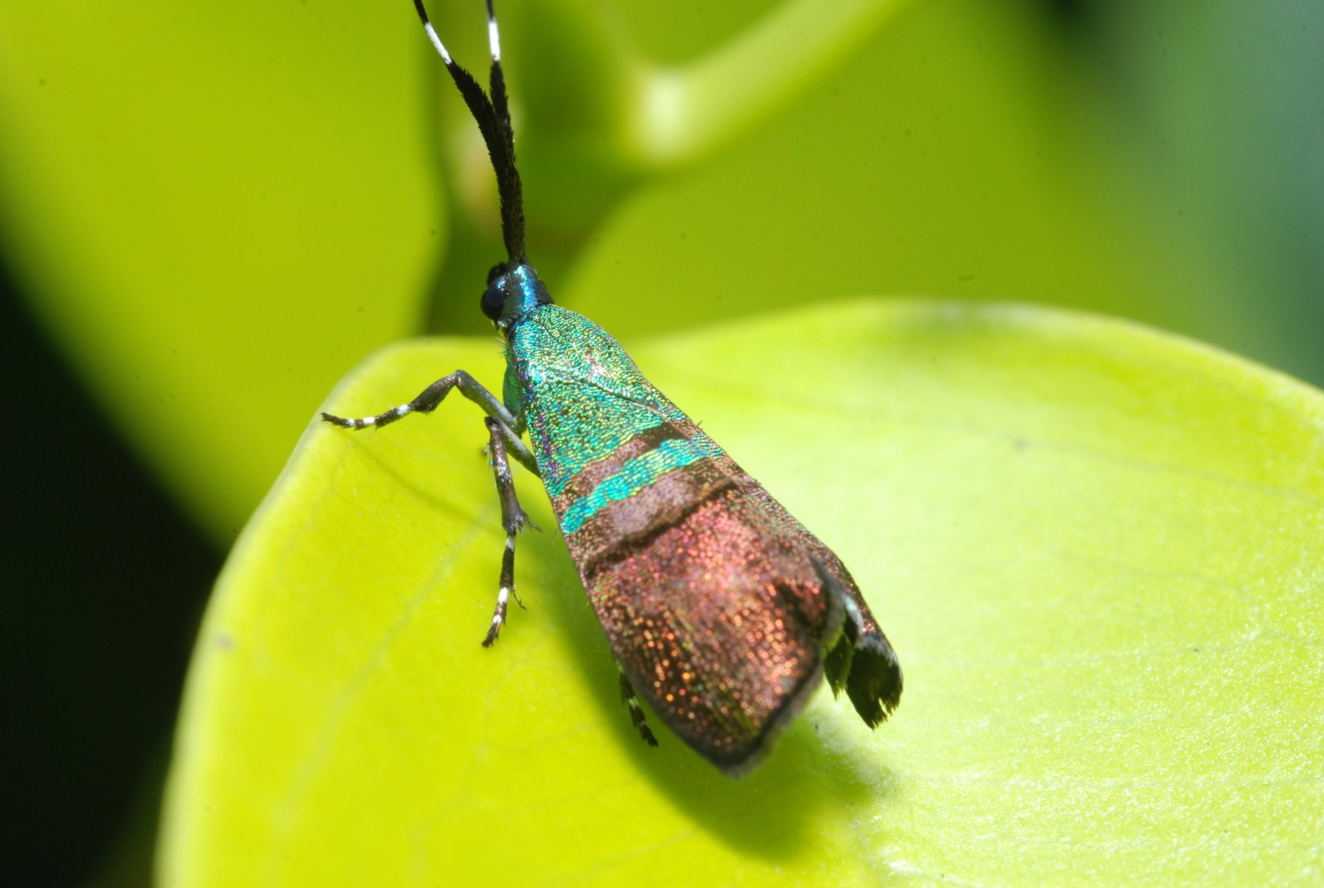 Download Animal Moth HD Wallpaper | 2896x1944 | Wallpaper Abyss