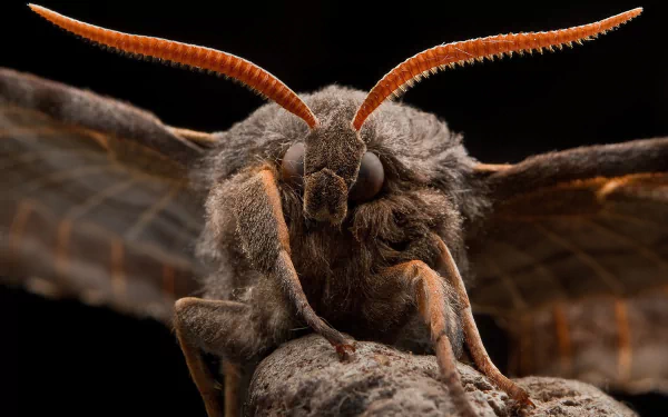 Hawk Moth Wallpapers