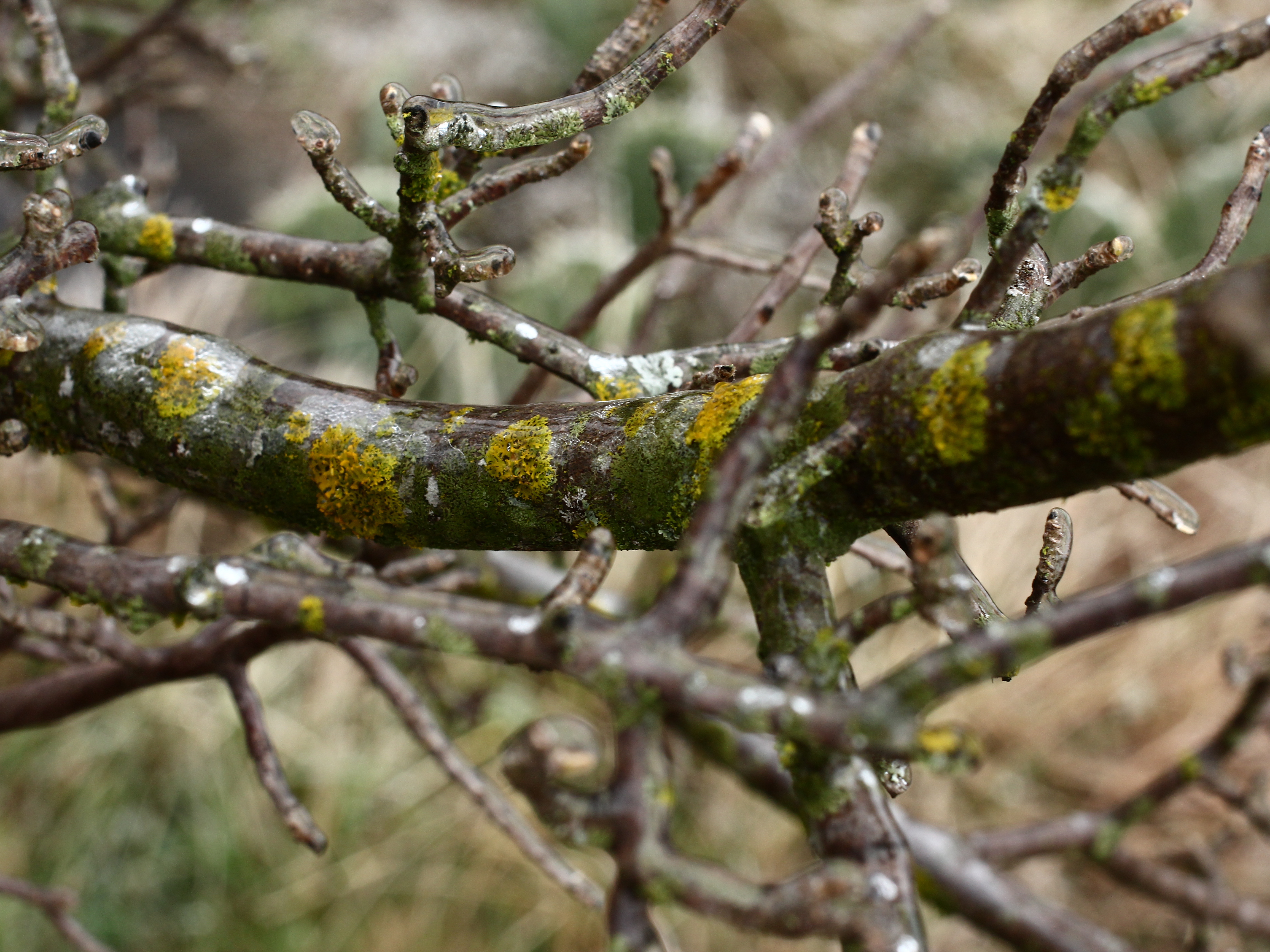 Nature Branch 4k Ultra HD Wallpaper by Zachary