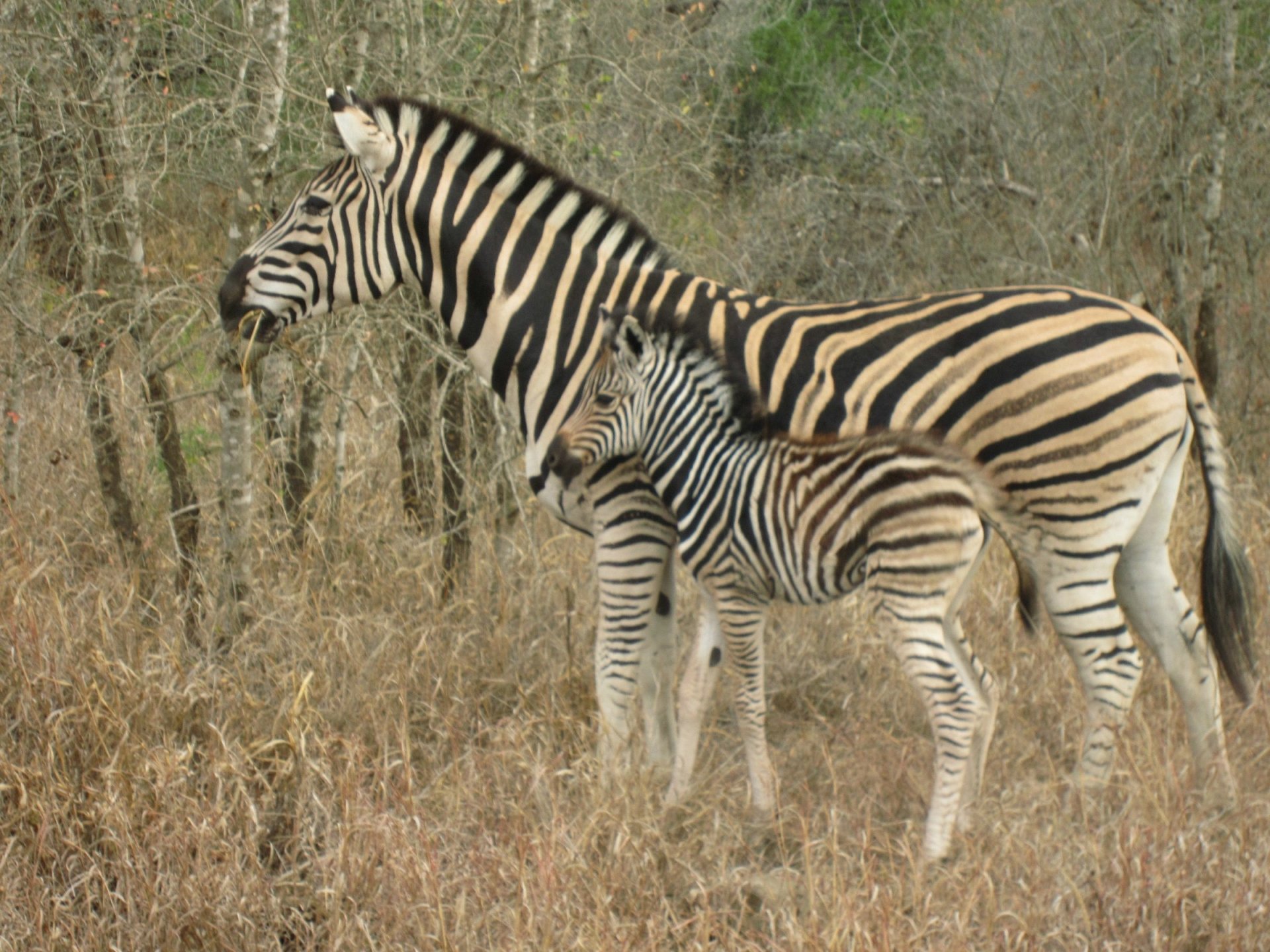 Download Animal Zebra HD Wallpaper