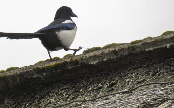 Majestic Magpie: Stunning HD Wallpaper of a Vibrant Bird in Nature