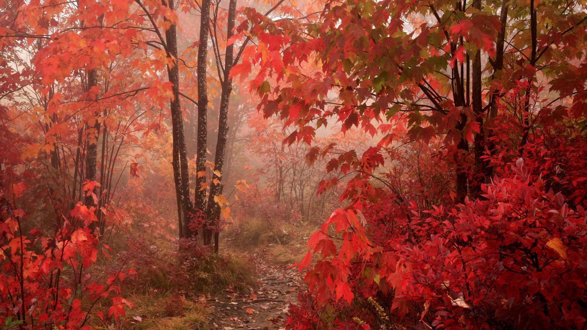 Download Nature Forest HD Wallpaper | 1920x1080 | Wallpaper Abyss