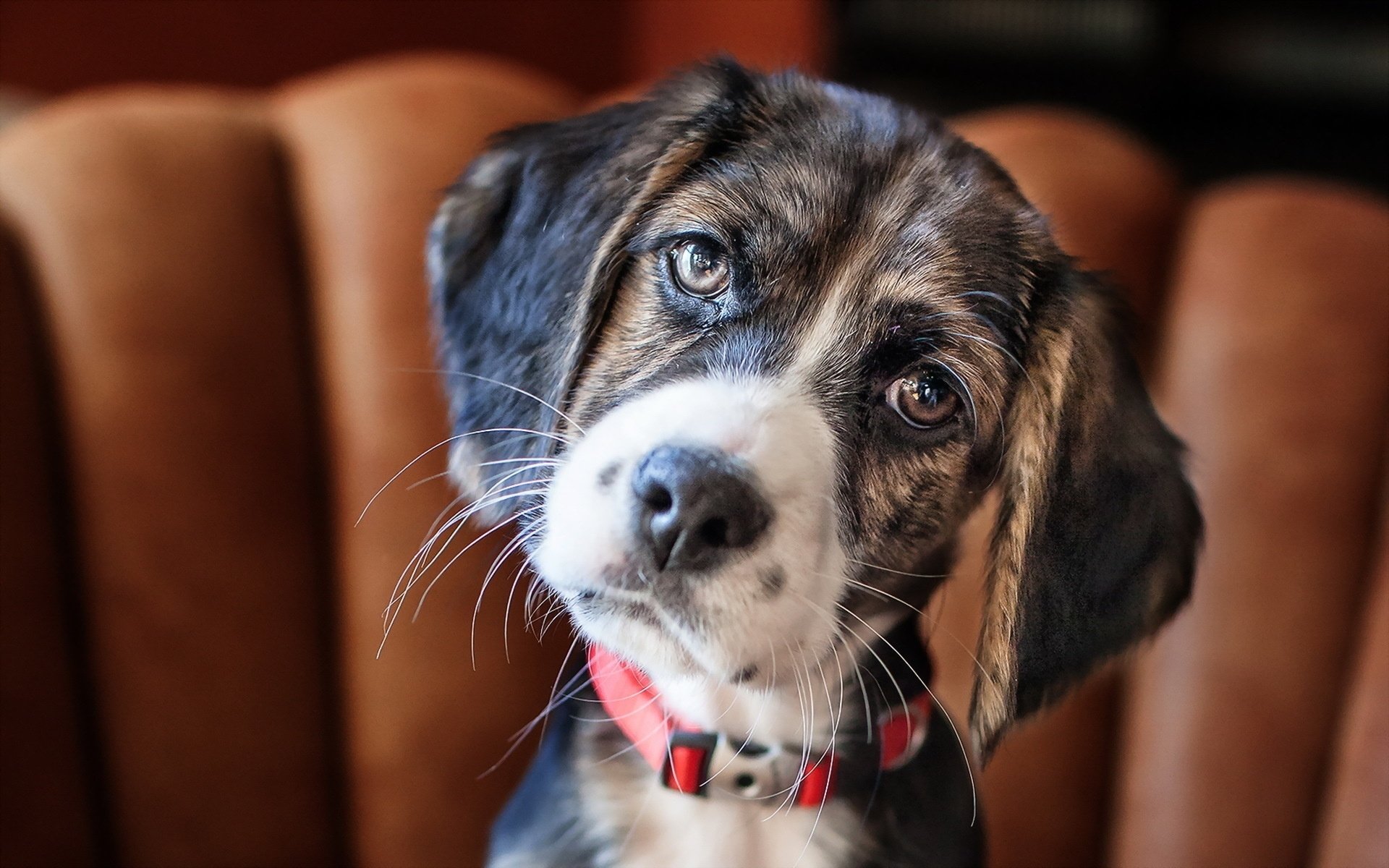 Download Animal Dog HD Wallpaper | 1920x1200 | Wallpaper Abyss