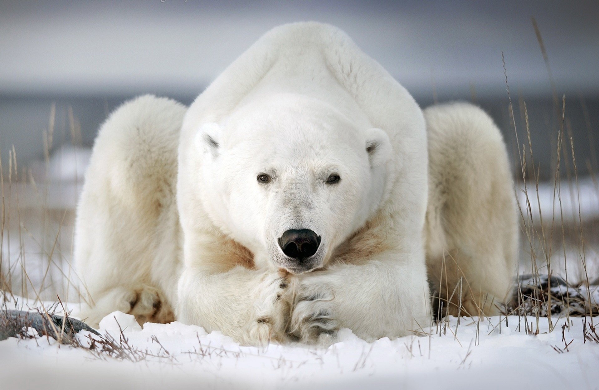 Polar Bear HD Wallpaper | Background Image | 1920x1251