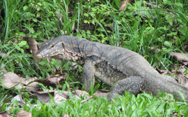 [20+] Monitor Lizard Wallpapers