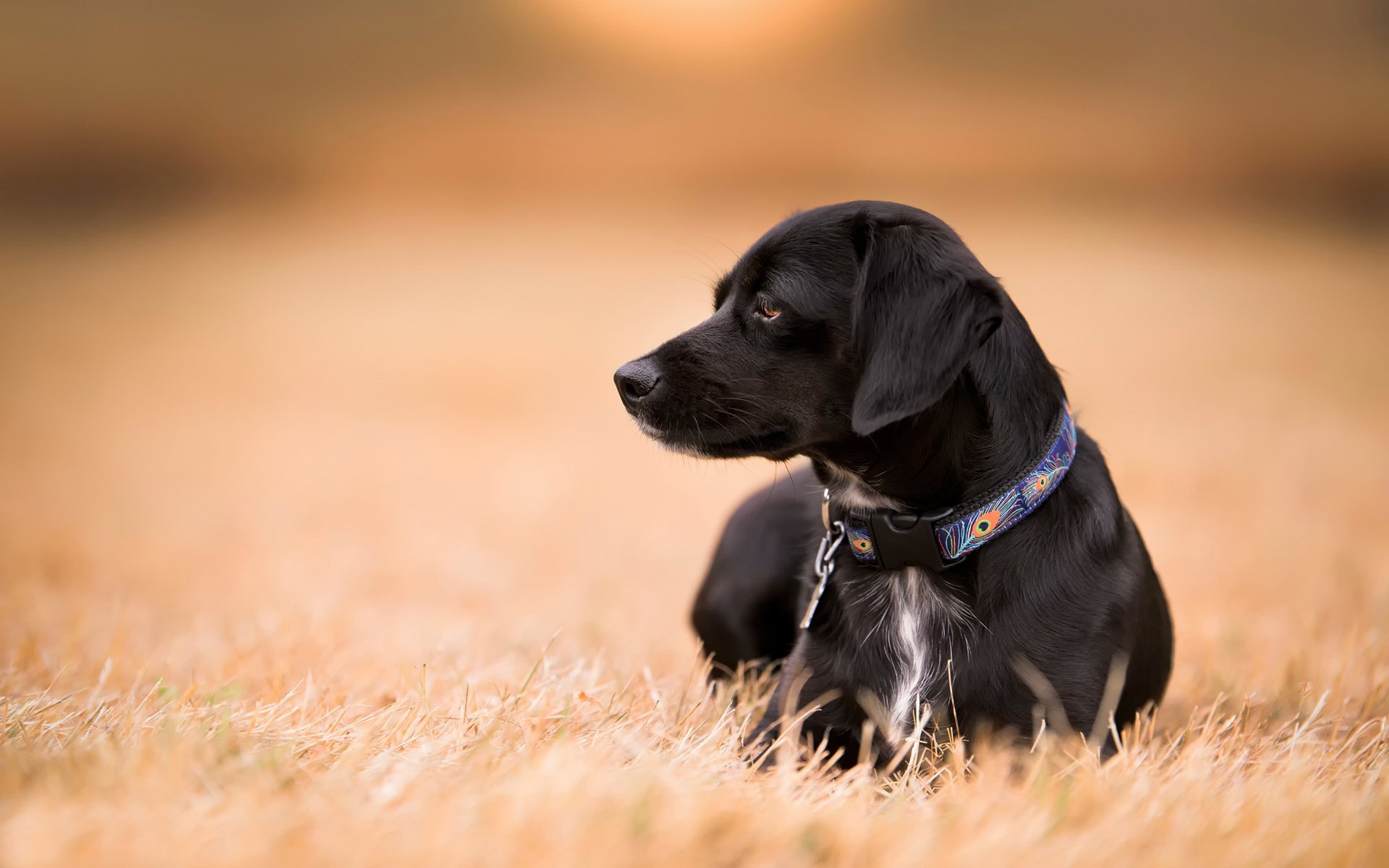 Download Field Animal Dog HD Wallpaper