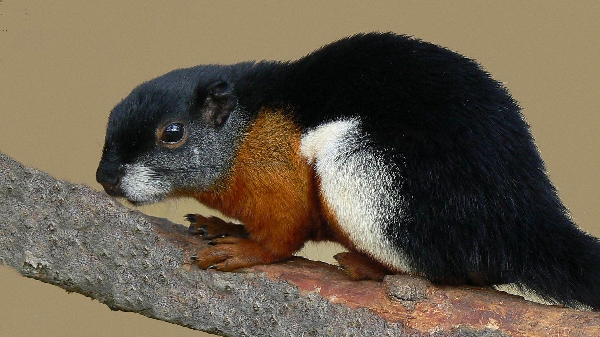 Download Animal Squirrel HD Wallpaper