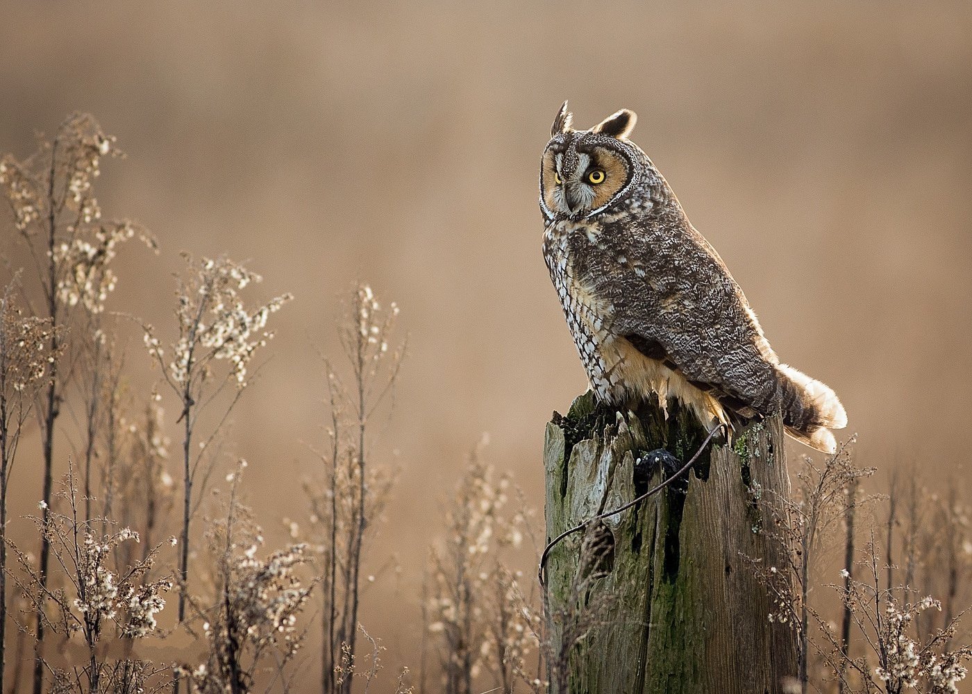 Búho Fondo de Pantalla and Fondo de Escritorio | 1400x1000 | ID:592776 ...