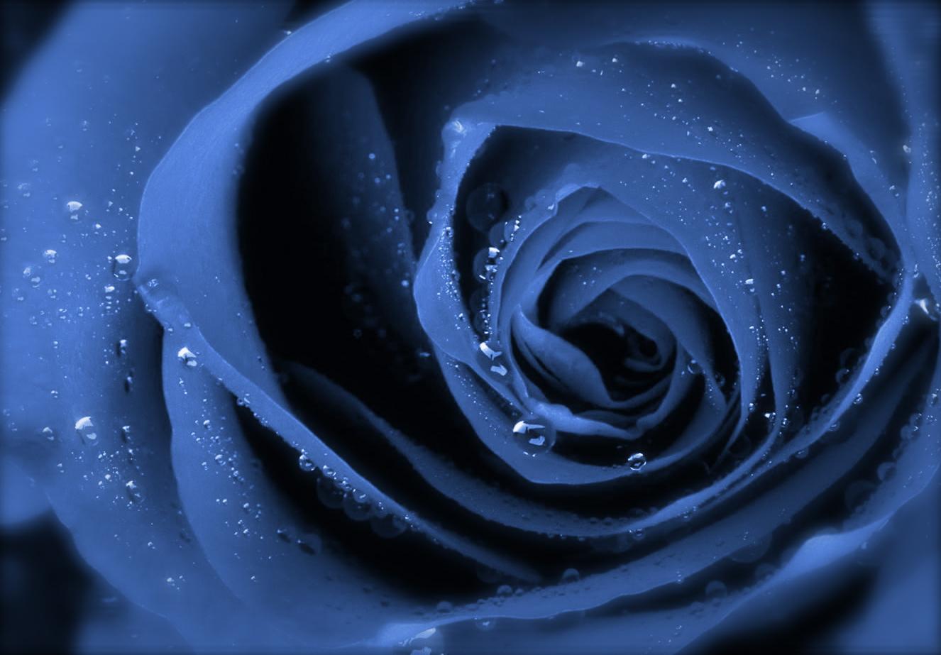 Pin by Velzevoula Angie on ALL ABOUT ROSES | Blue rose, Blue roses, Rose