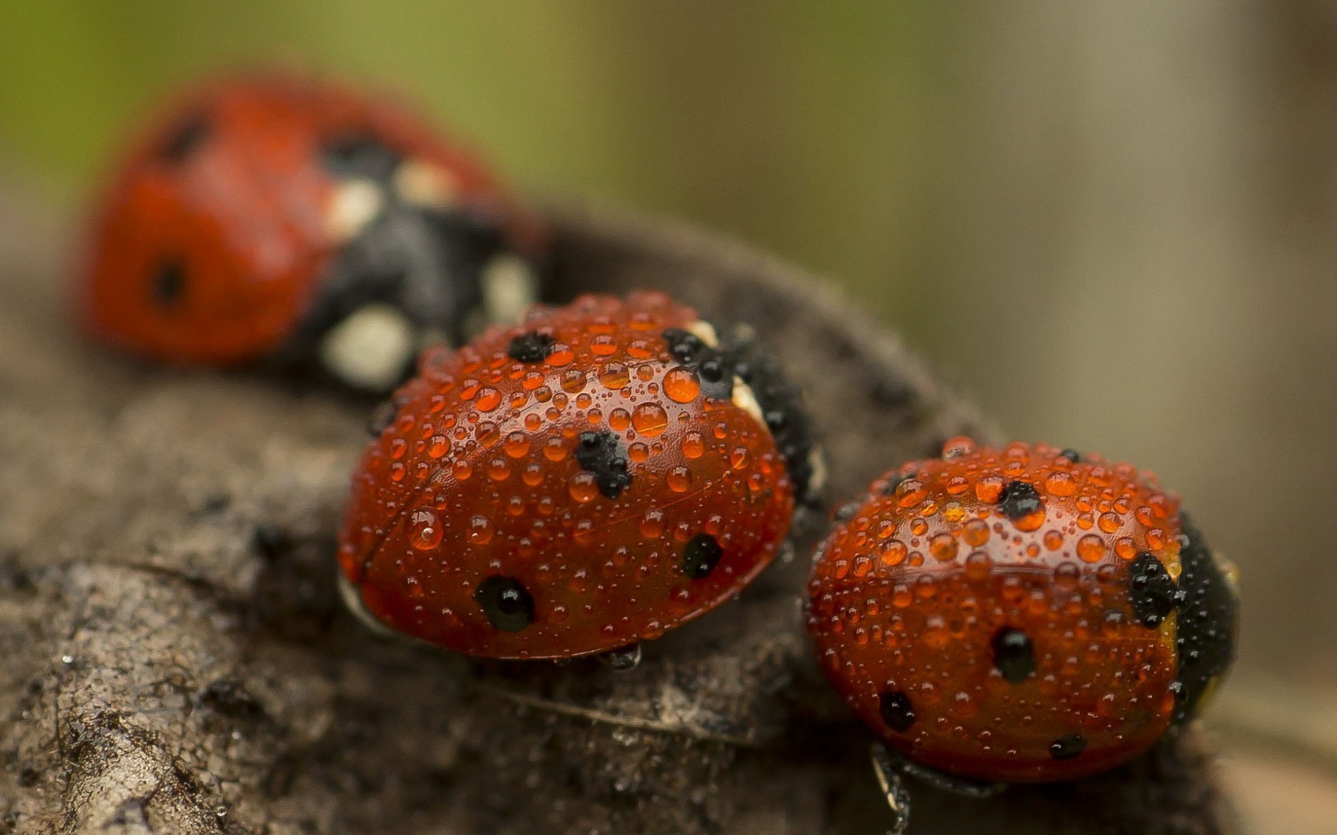 Download Animal Ladybug HD Wallpaper