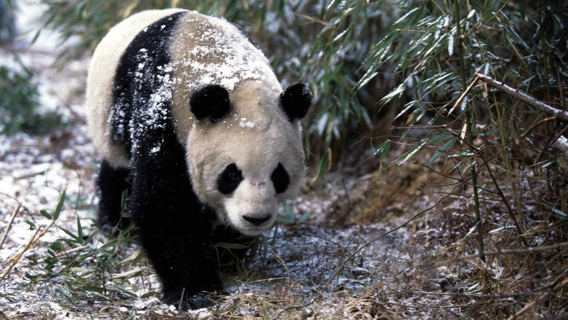 Download Animal Panda HD Wallpaper