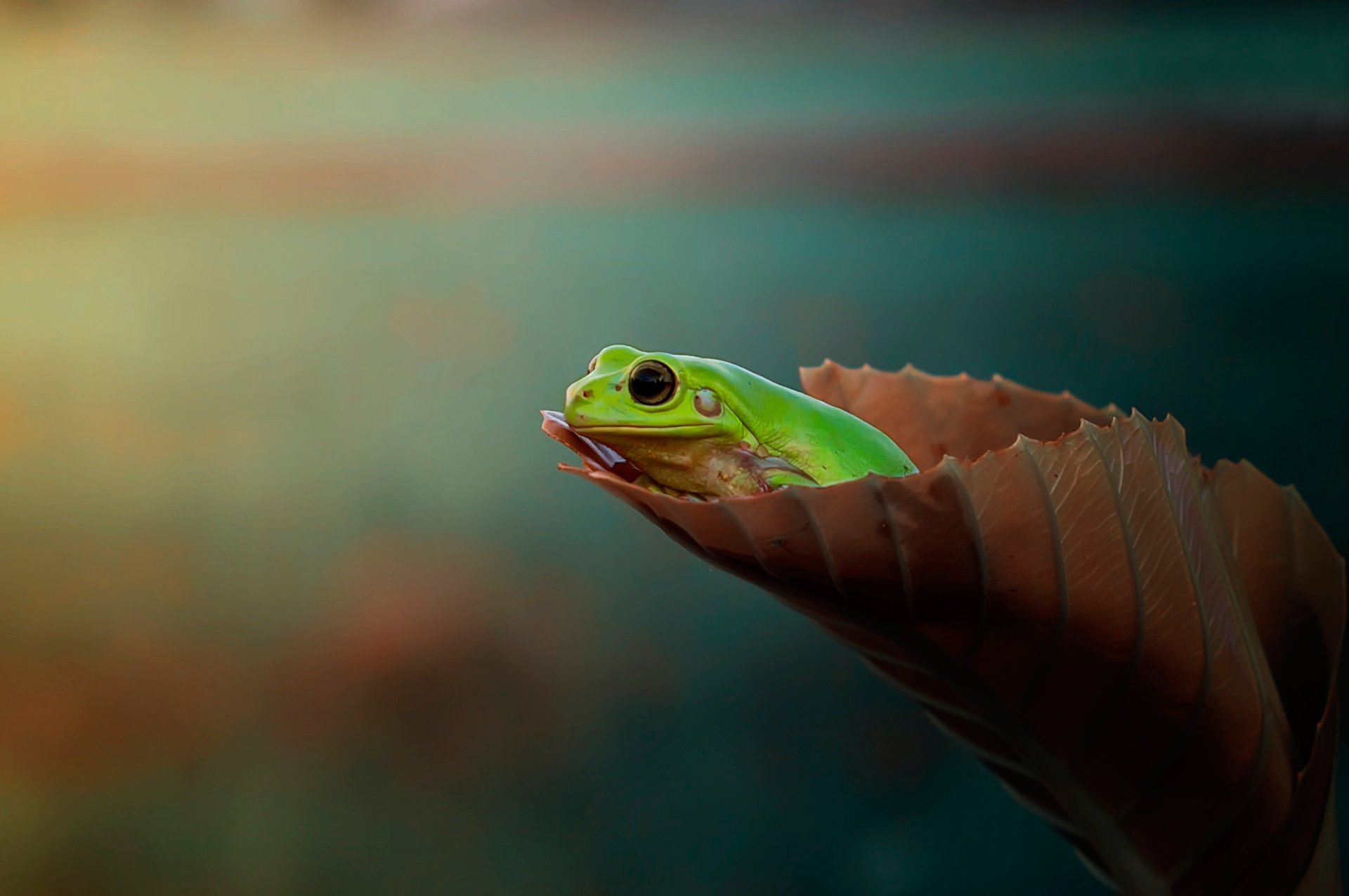 Download Animal Tree Frog HD Wallpaper