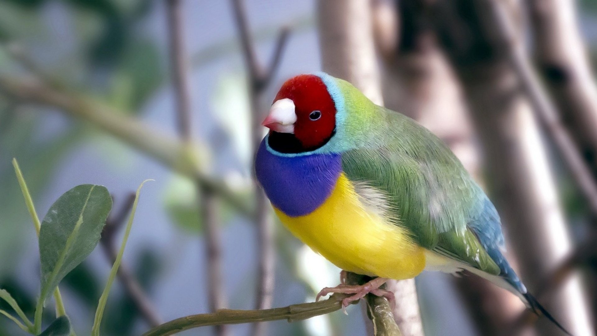 Download Animal Gouldian Finch HD Wallpaper