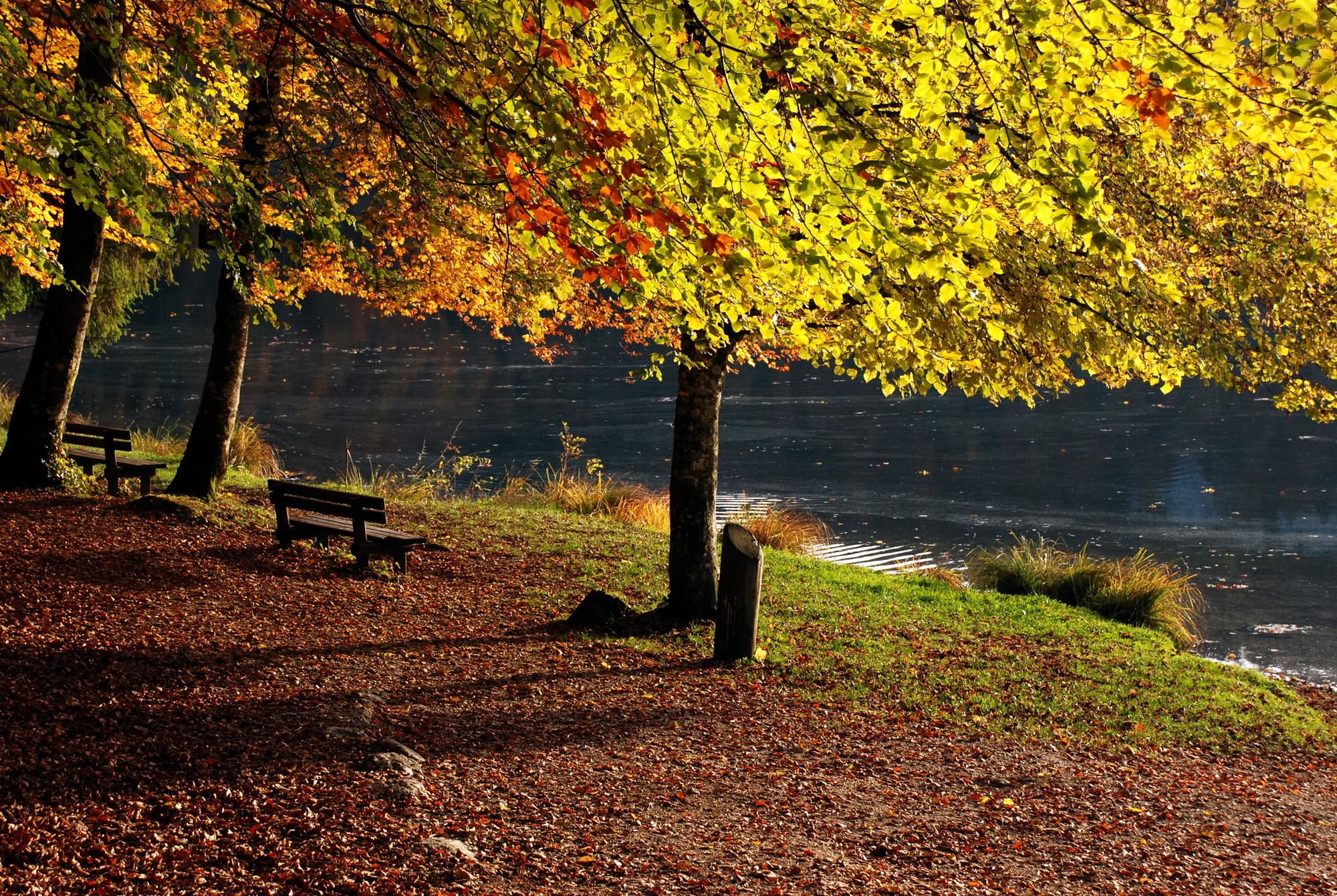 Old Wooden Park Bench Full Hd Wallpaper And Background