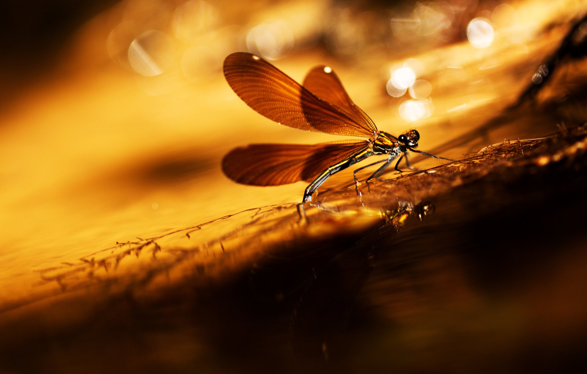 Download Macro Insect Depth Of Field Animal Dragonfly HD Wallpaper