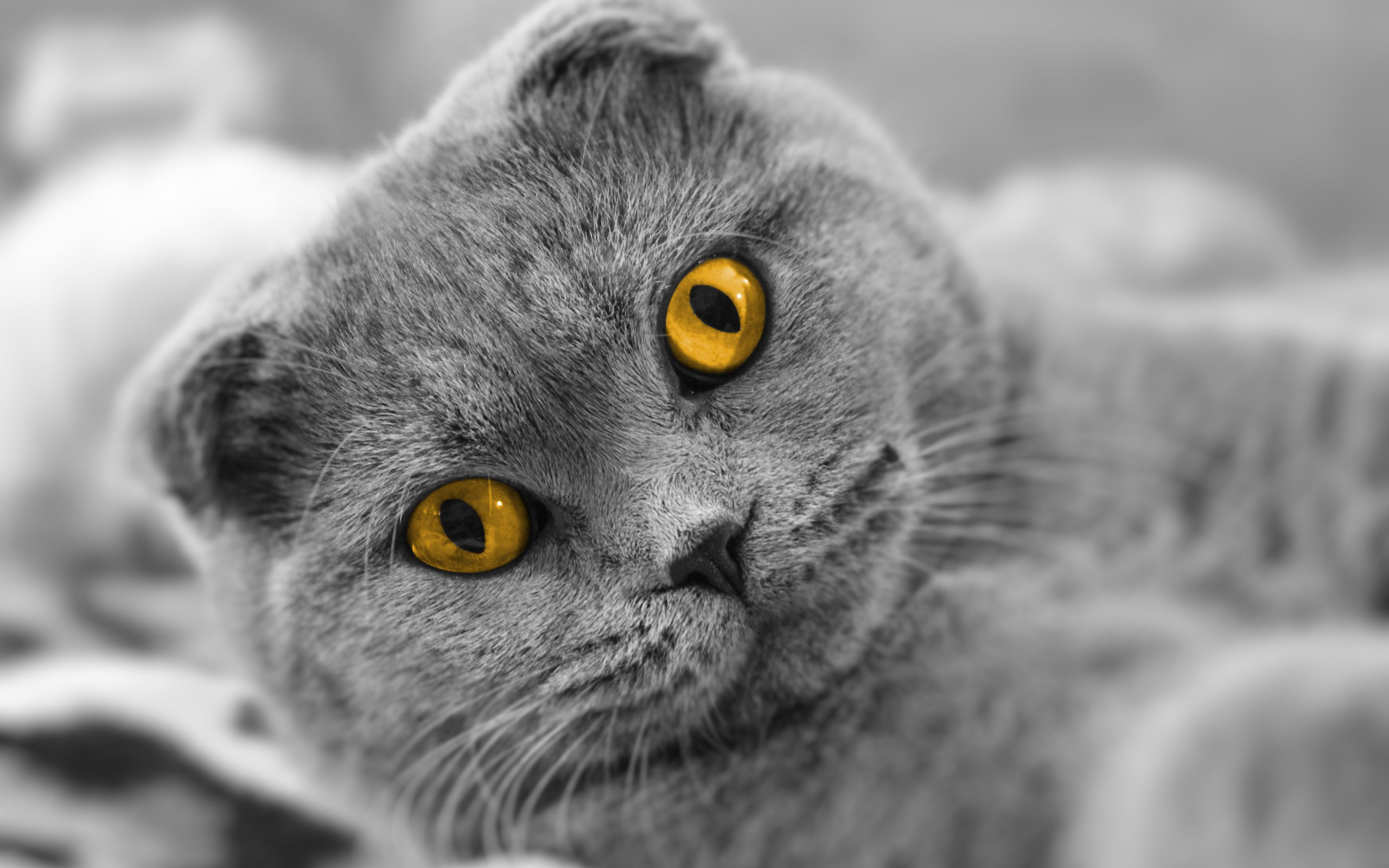 Descargar Fondos De Pantalla 2560x1600 Gatos Gato De Ojos Verdes 4K