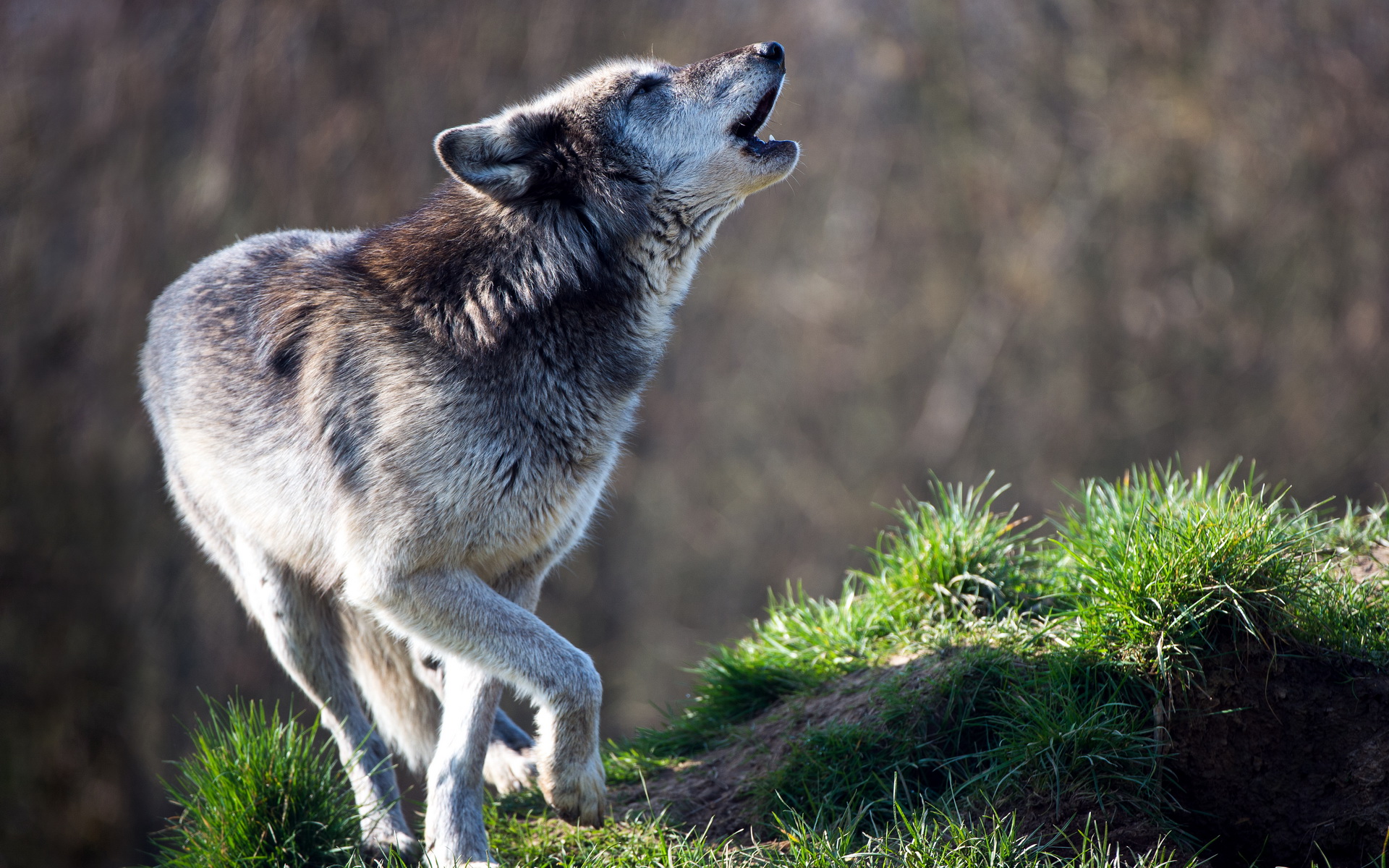Howling Wolf HD Wallpaper: Majestic Wild Animal in Nature
