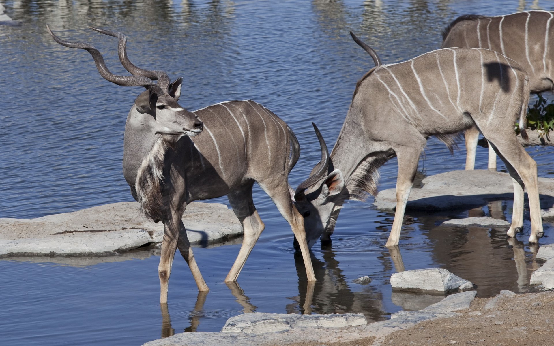 Download Animal Kudu HD Wallpaper