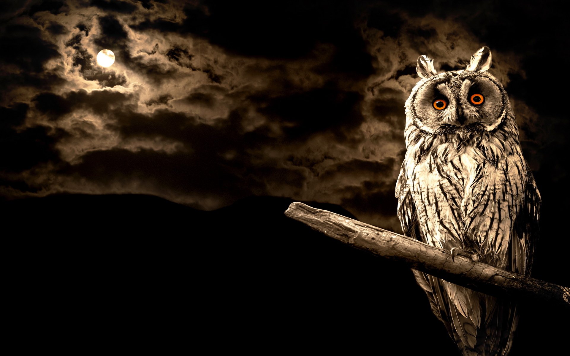 Animal Owl HD Wallpaper