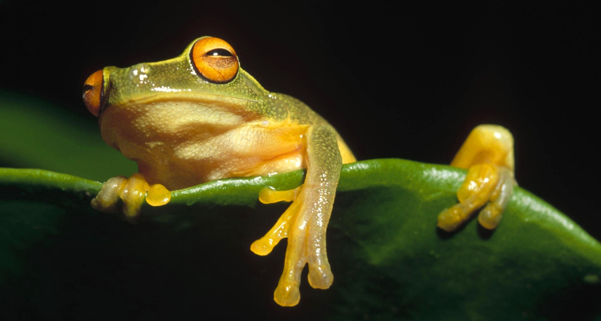 Wallpapers De Ranas En Hd Fondos De Pantalla De Ranas