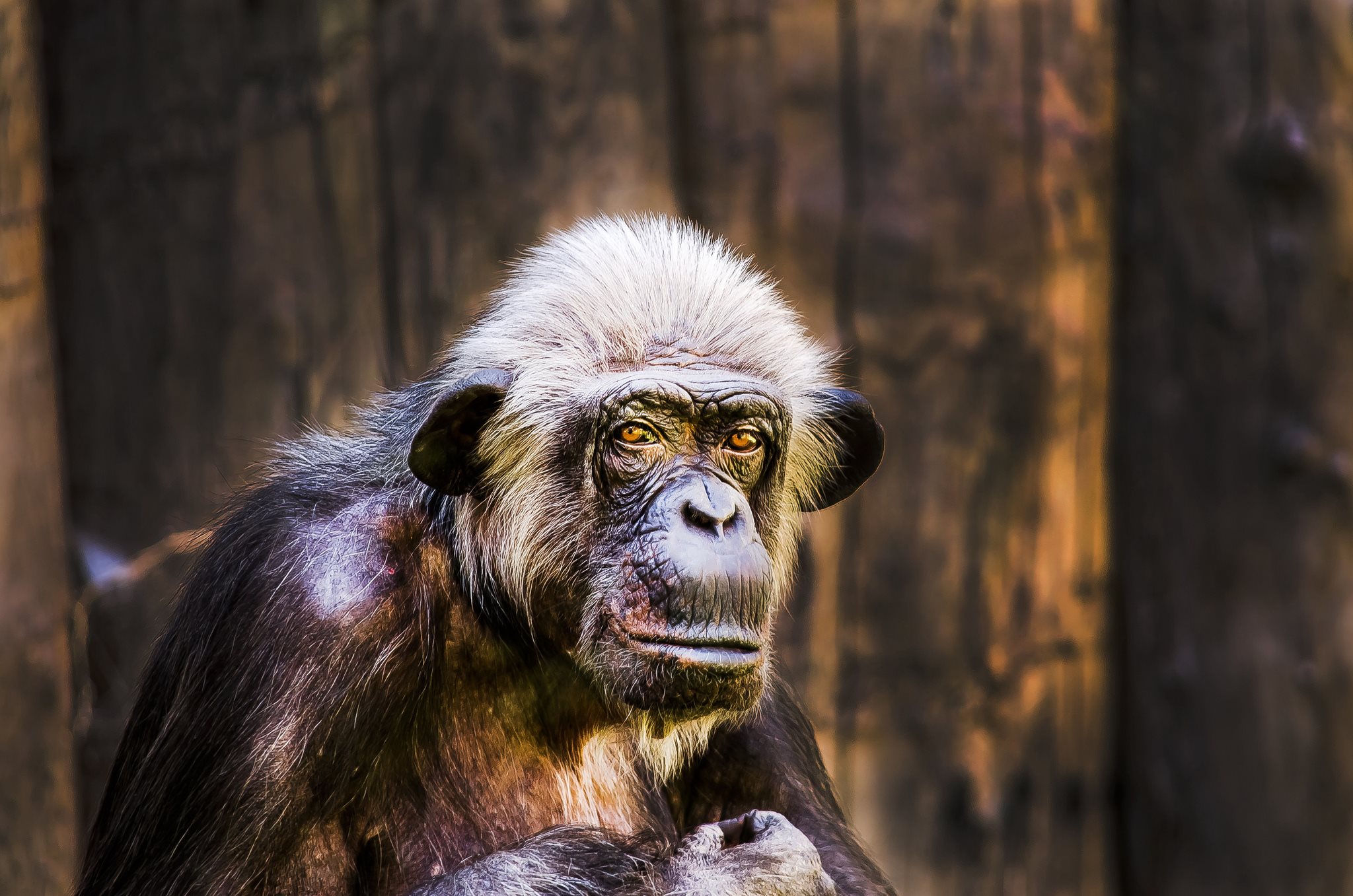 Download Animal Chimpanzee HD Wallpaper