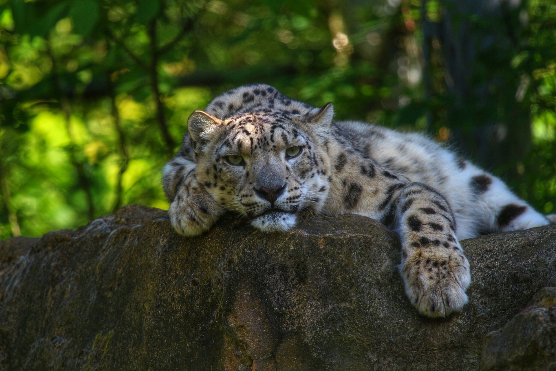 Snow Leopard HD Wallpaper | Background Image | 1920x1280 | ID:597449 ...