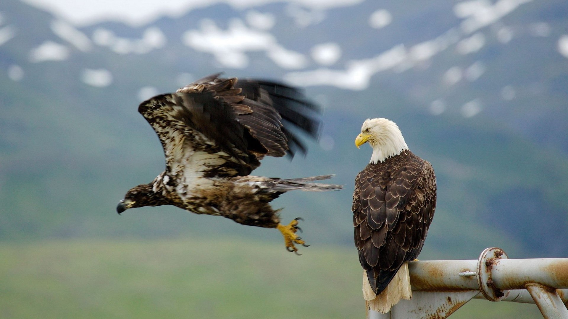 Bald Eagle Wallpaper For Windows 7