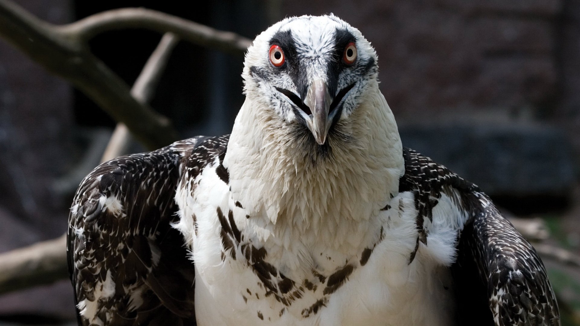 Download Animal Vulture HD Wallpaper