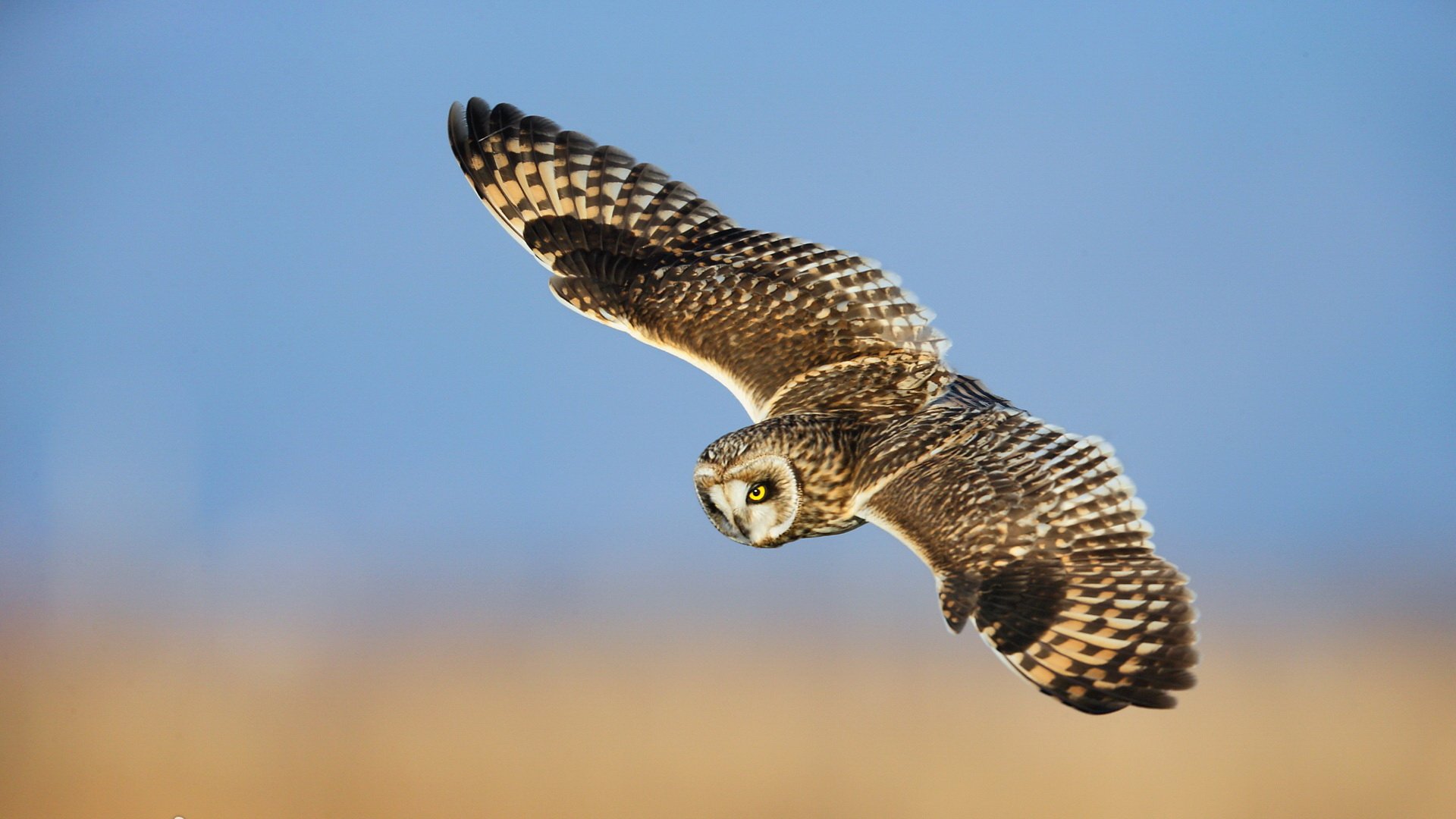 Animal Owl HD Wallpaper