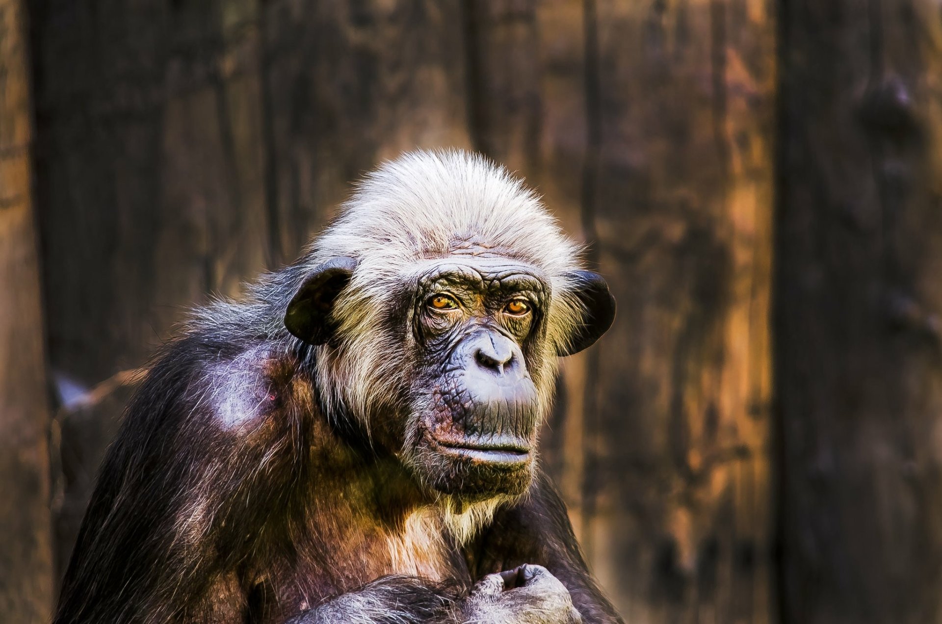 Download Animal Chimpanzee HD Wallpaper | 2048x1357 | Wallpaper Abyss