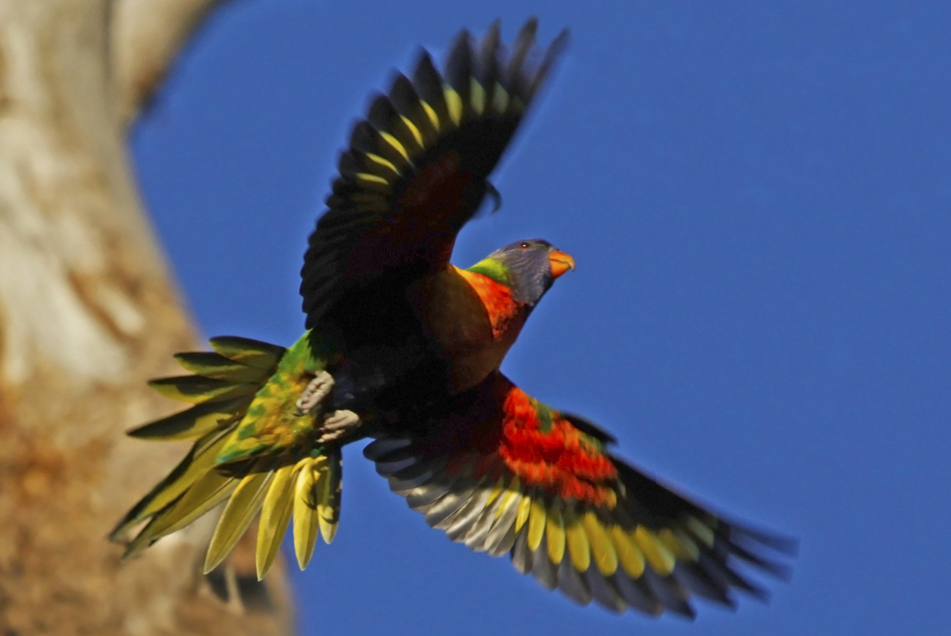 Download Sky Flying Wings Flight Parrot Bird Animal Rainbow Lorikeet HD ...