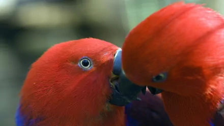 Parrot - Desktop Wallpapers, Phone Wallpaper, PFP, Gifs, and More!