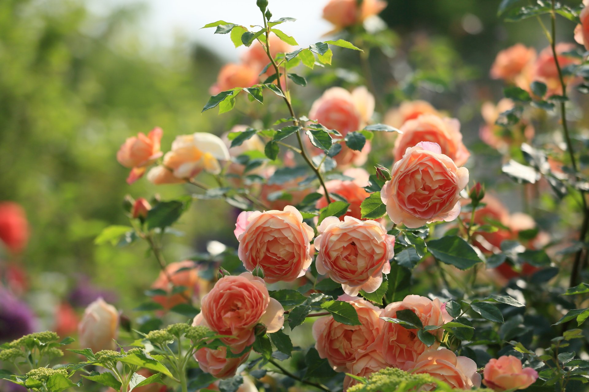 Bokeh Beauty: A Rose Garden in Stunning 4K Ultra HD Wallpaper ...