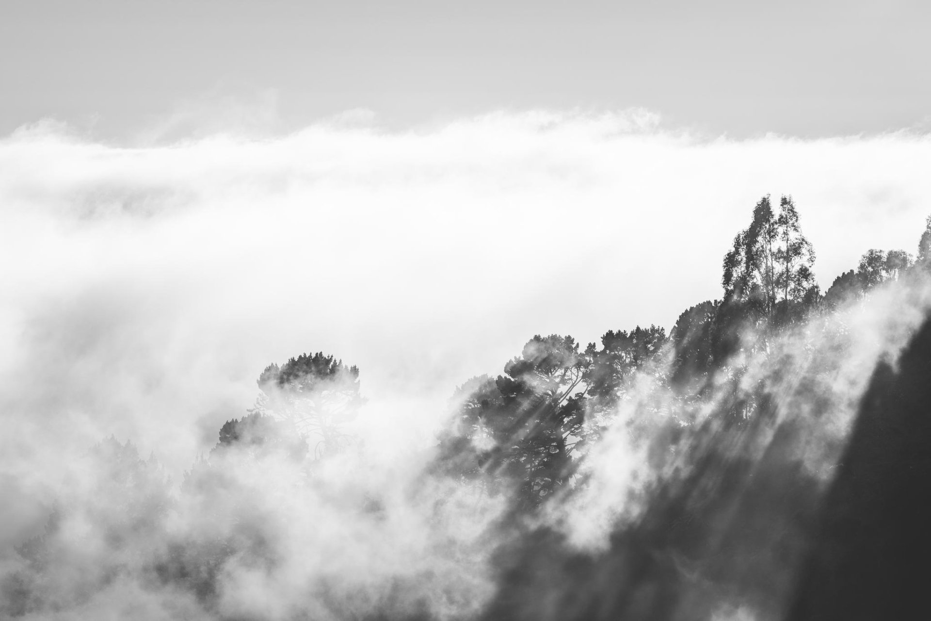 Download Black & White Landscape Tree Cloud Nature Fog HD Wallpaper by ...
