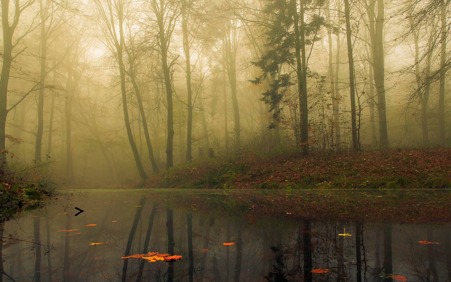 Download Leaf Reflection Forest Nature Fog HD Wallpaper by Leif Lønda