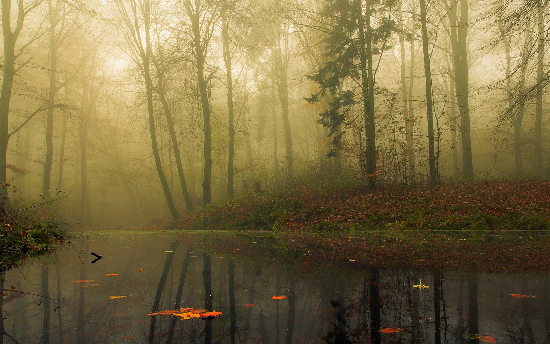Download Leaf Reflection Forest Nature Fog HD Wallpaper by Leif Lønda