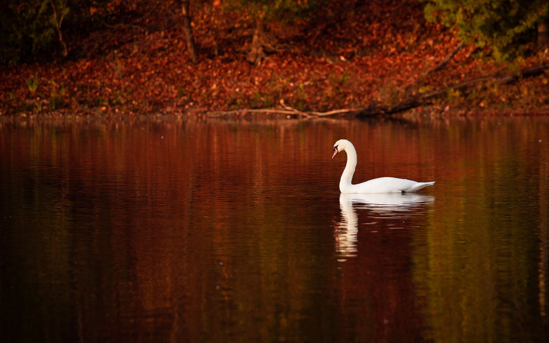 Mute swan HD Wallpaper