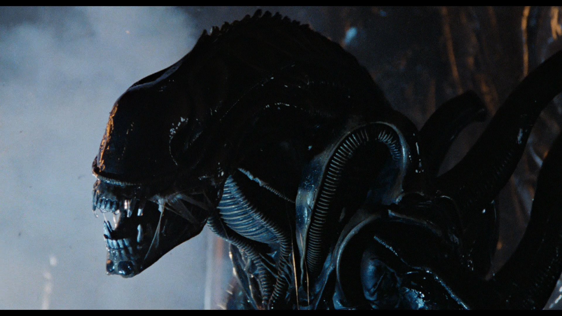 Download Movie Alien HD Wallpaper
