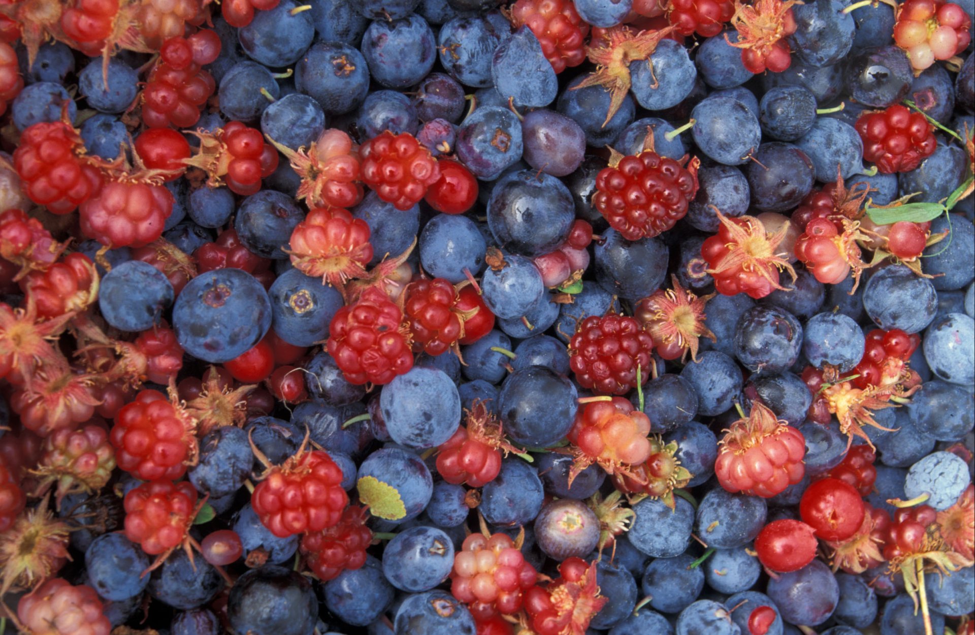 Download Food Berry HD Wallpaper by U.S. Fish and Wildlife Service