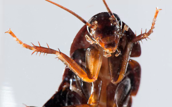 Cockroach 4K Ultra HD Wallpaper: Bold and Striking Design by QuantumCurator