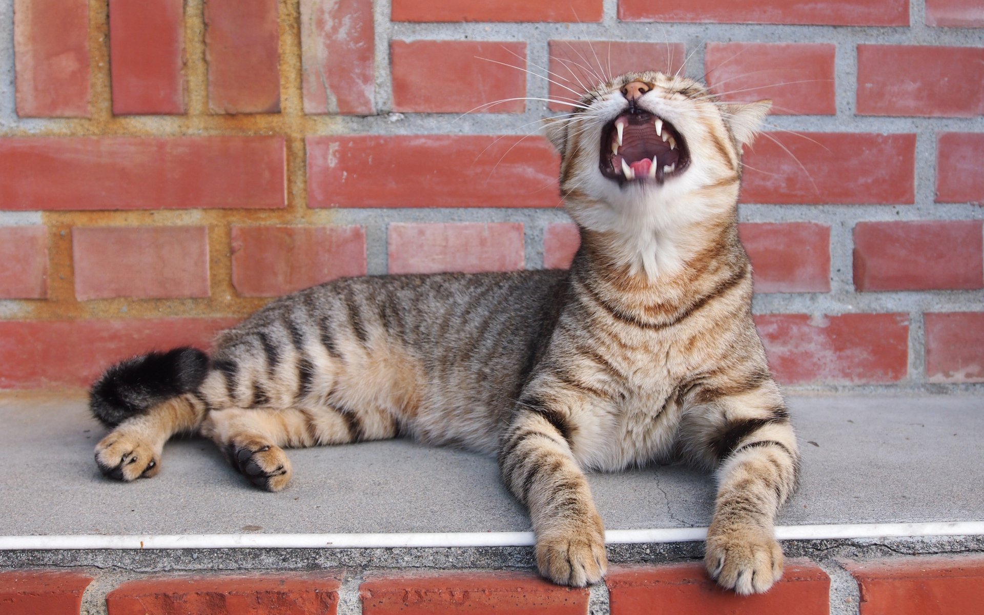 Vibrant Cat Portrait - 4K Ultra HD Wallpaper | 3840x2400 | Wallpaper Abyss