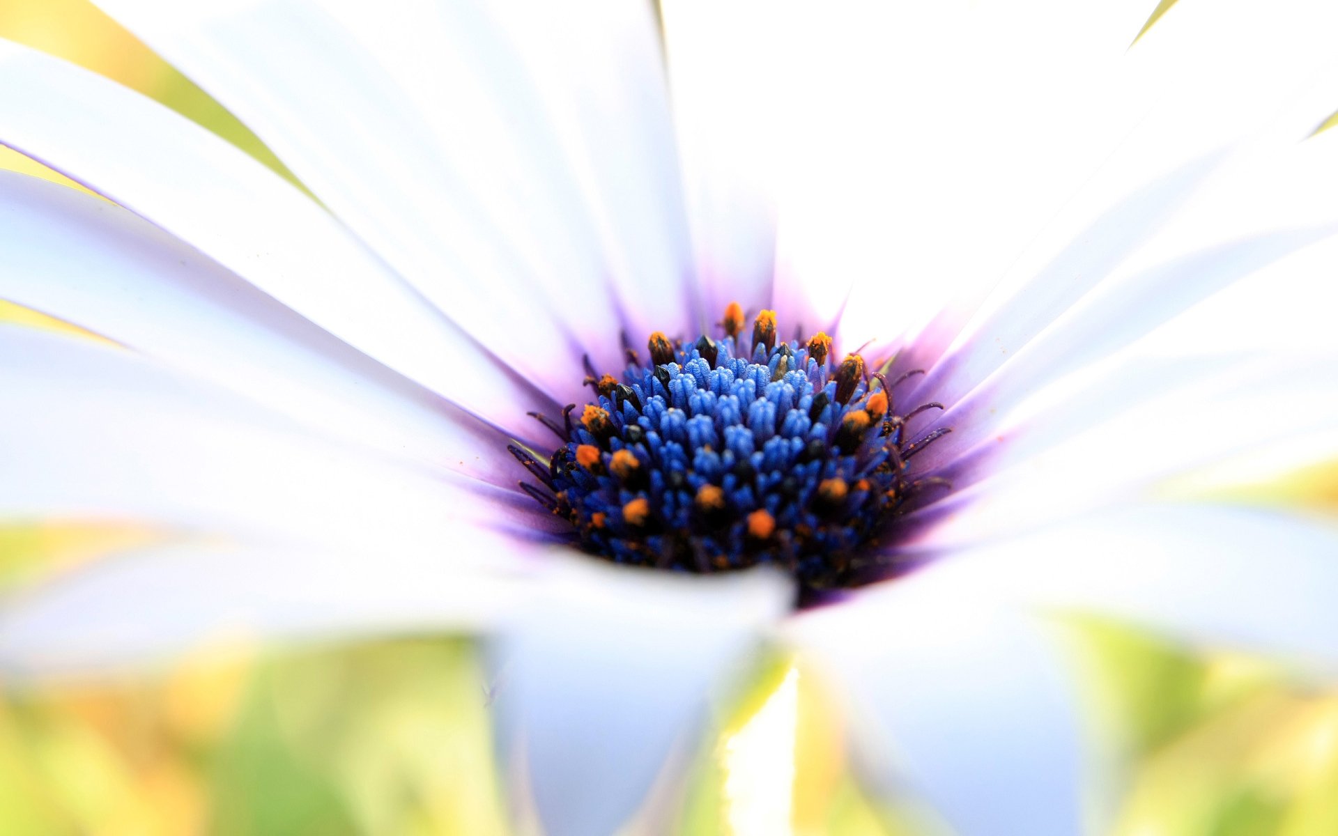 Download Daisy Flower Nature HD Wallpaper by Chris Gin | 2560x1600 ...