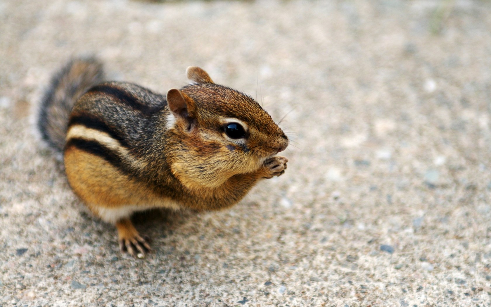Animal Chipmunk Wallpaper