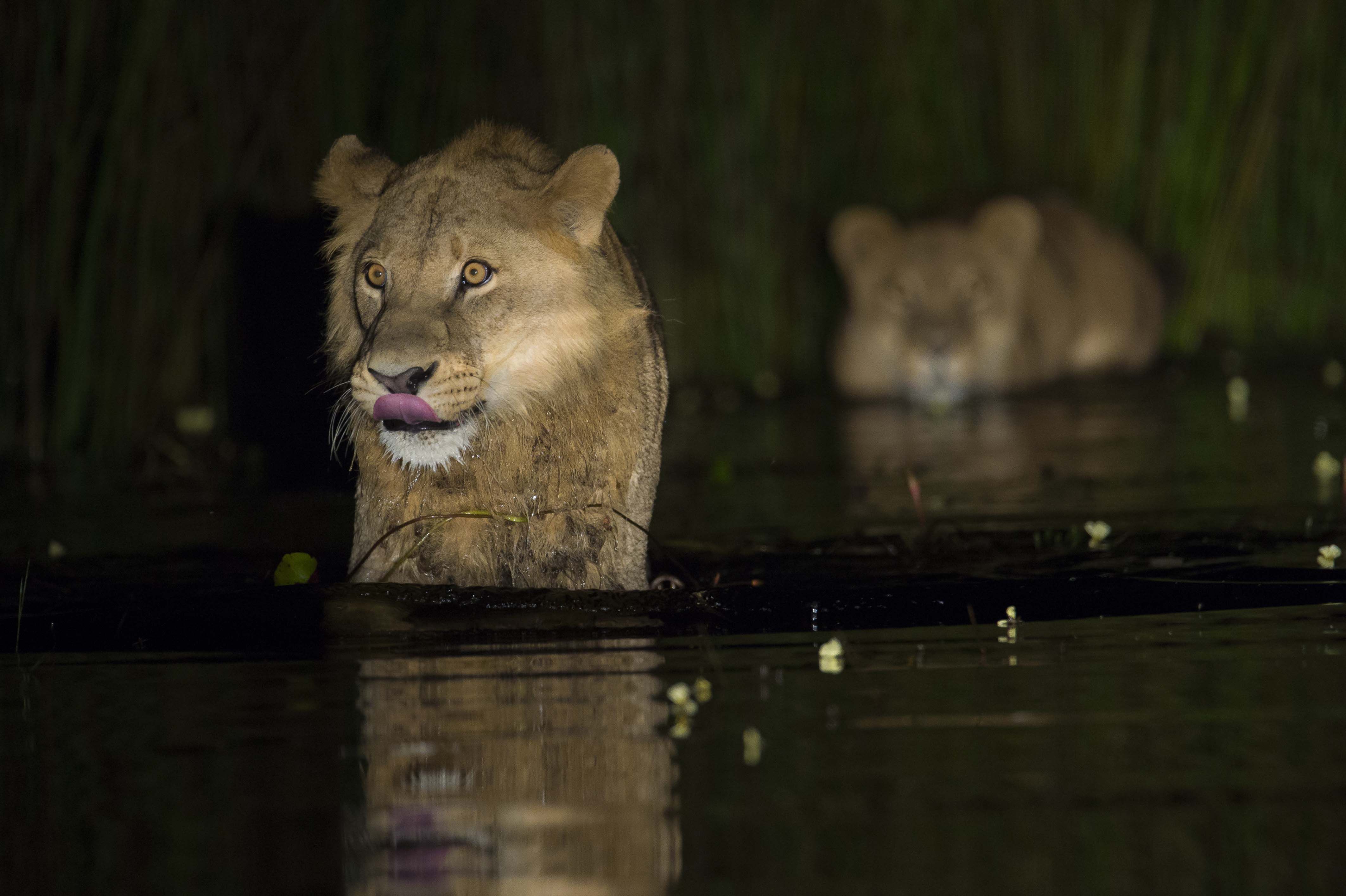 Lion 4k Ultra HD Wallpaper
