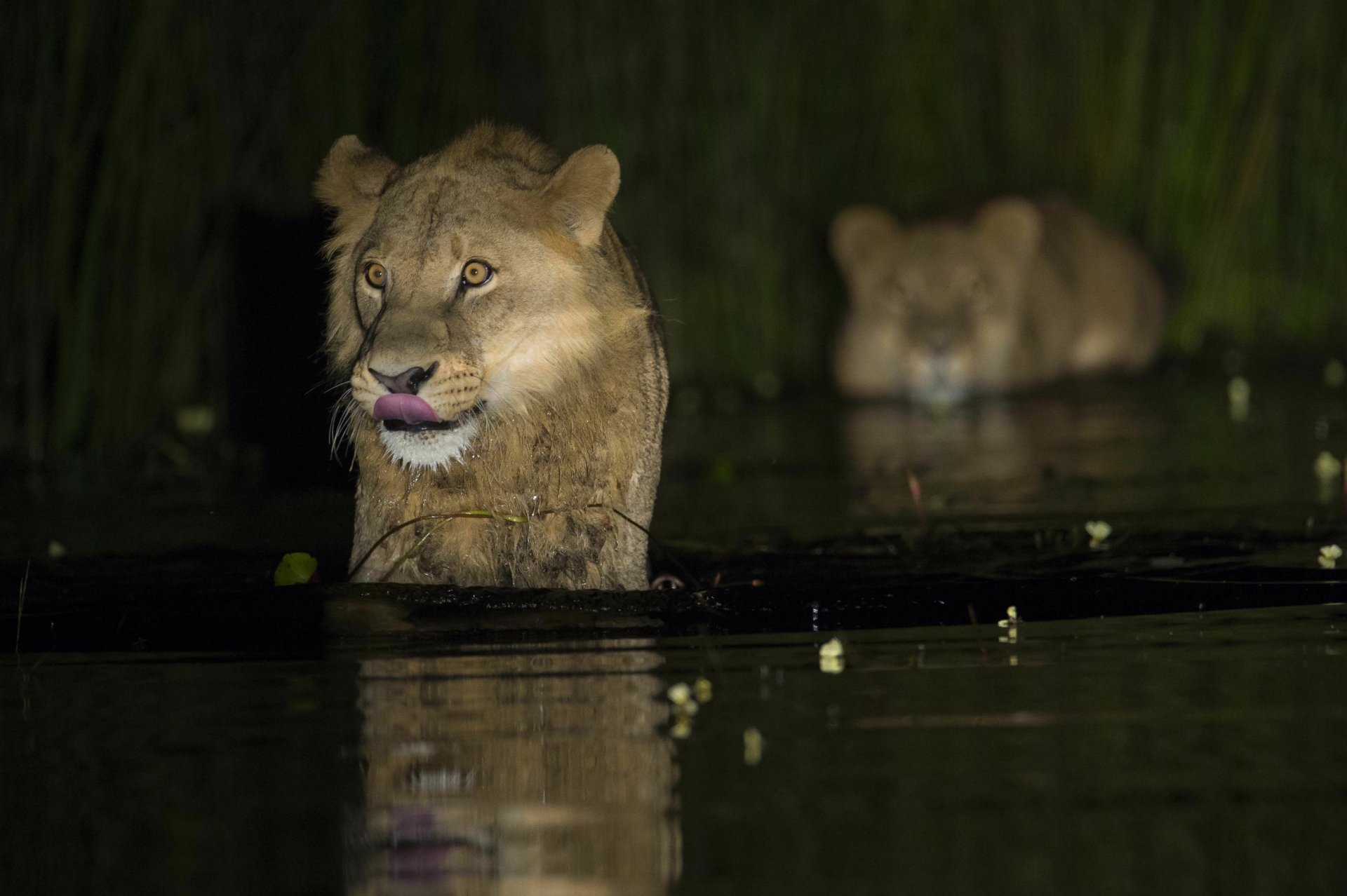 Nocturnal Majesty: 4K Lion Ultra HD Wallpaper | 4250x2829 | Wallpaper Abyss
