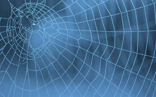 [30+] Spider Web 4k Wallpapers