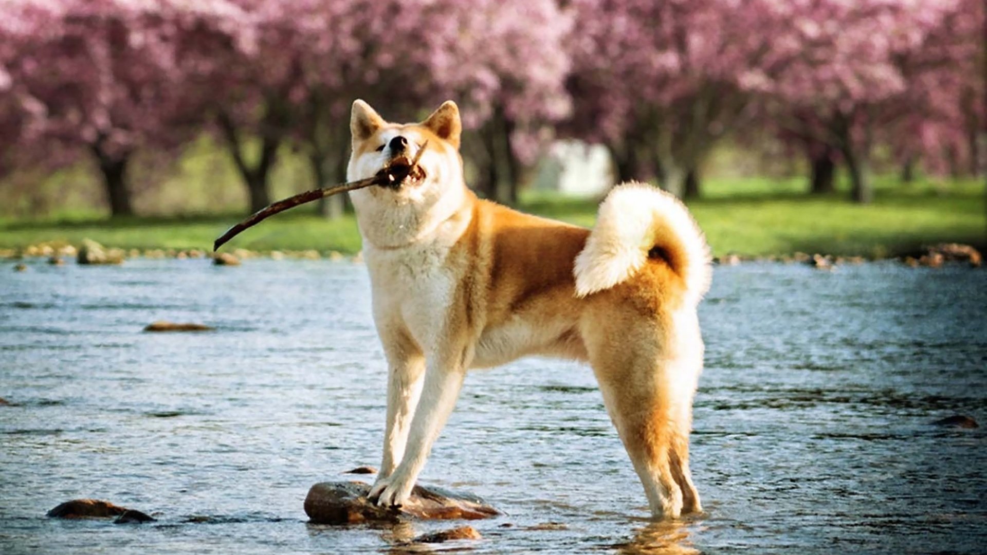 Akita in Bloom: Stunning HD Dog Wallpaper in Nature's Embrace