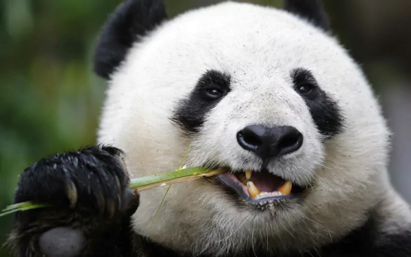 [30+] Panda 4k Wallpapers